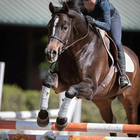 The Ultimate Guide to Show Jumping Competitions - Exceptional ...